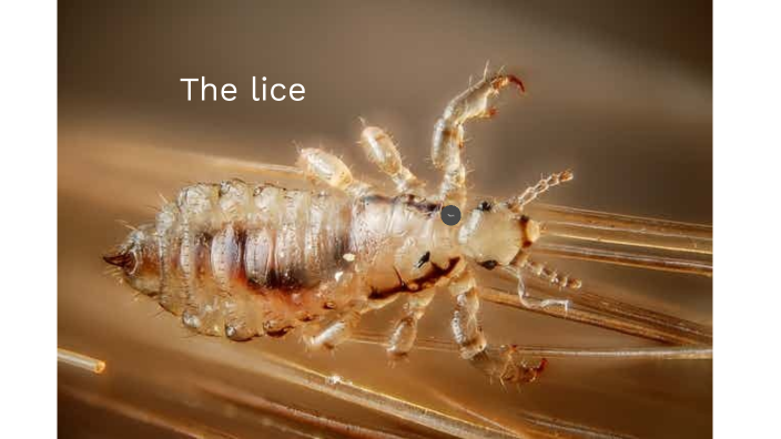 The louse by Maram Maswadeh on Prezi