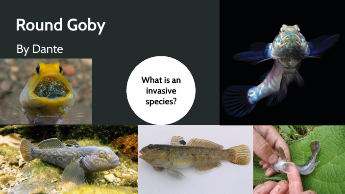 Invasive Species Project: Round Goby by frances rome on Prezi