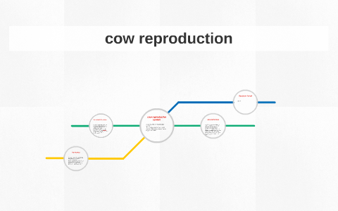 cow reproductive system by Chris Jackson on Prezi