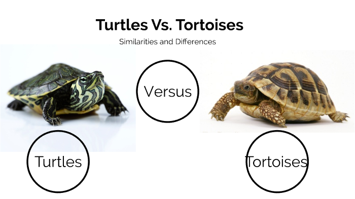 Turtles Vs. Tortises by trey ramirez on Prezi