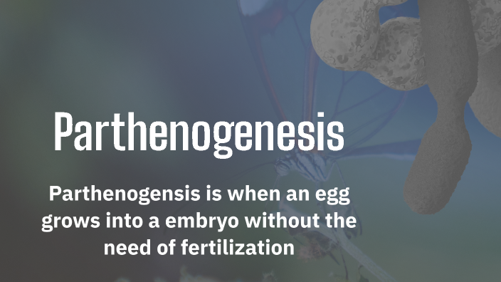 Parthenogenesis by London El Bey on Prezi