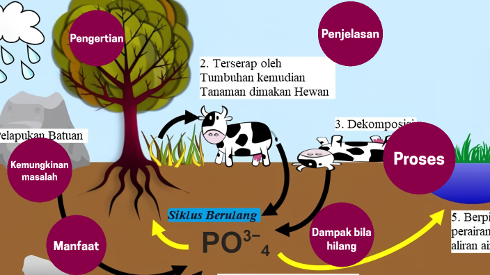 Daur fosfor by Mathew Ardana on Prezi