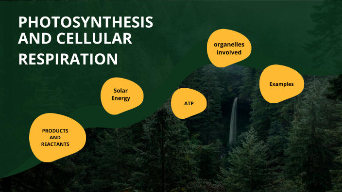 photosynthesis and cellular respiration project by kennedy brown on Prezi
