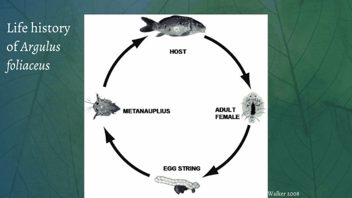 Life stages of Argulus foliaceus by sarah prokop on Prezi