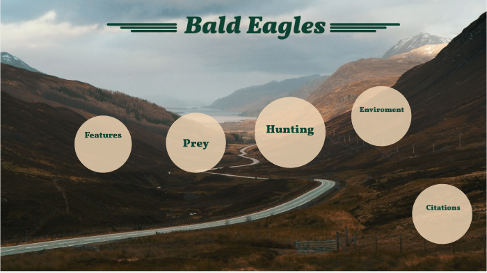 Evolution of Bald Eagles by Eli Thomas on Prezi