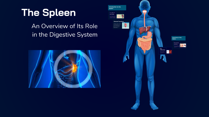 Understanding the Spleen by Warren Proctor on Prezi