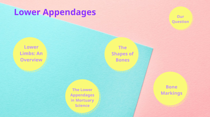 Lower Appendages by Katy Schultz on Prezi
