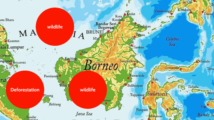 The deforestation of Borneo by Luke Washinger on Prezi