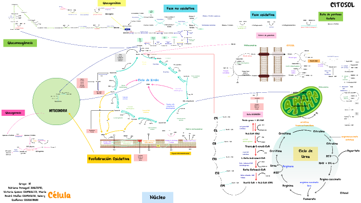 MAPA METABOLICO by Valery Andrea Quiñonez Zepeda on Prezi