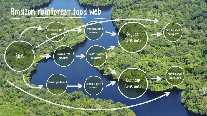 Amazon rainforest food web by jacobo sierra on Prezi