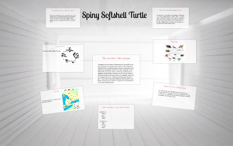 Spiny Softshell by Brandon Wilson S. on Prezi