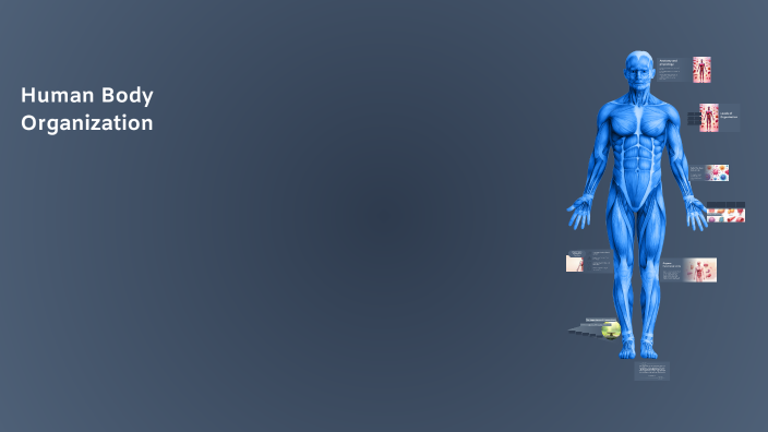 Understanding Human Body Organization by Cesia Ramos on Prezi
