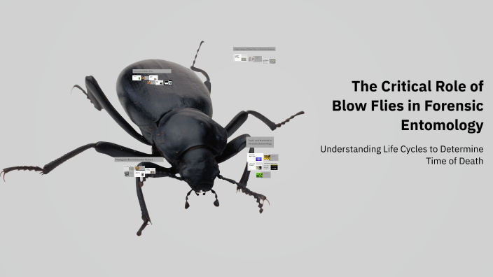 The Critical Role of Blow Flies in Forensic Entomology by yaire rijo on ...
