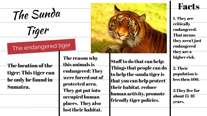 Sundra Tiger by Skylar Salmieri on Prezi
