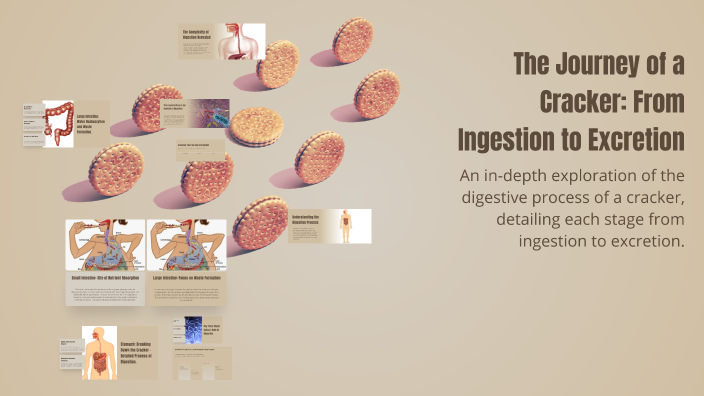 The Journey of a Cracker: From Ingestion to Excretion by Drake ...