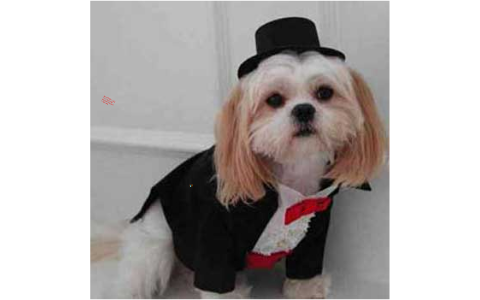 personification with dogs by Braeden Kraft-Rudolph on Prezi