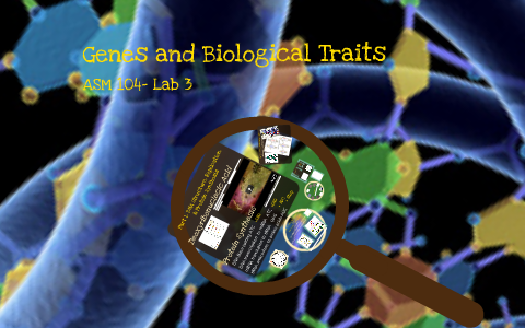 Lab 2: Genes and Biological Traits by A Shirer on Prezi