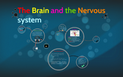 The Brain and the Nervous system by Paula Darwin