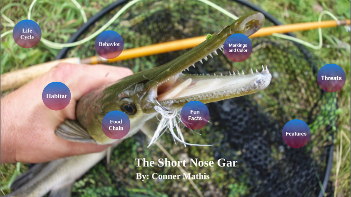 Short Nose Gar -Conner Mathis by Conner Mathis on Prezi