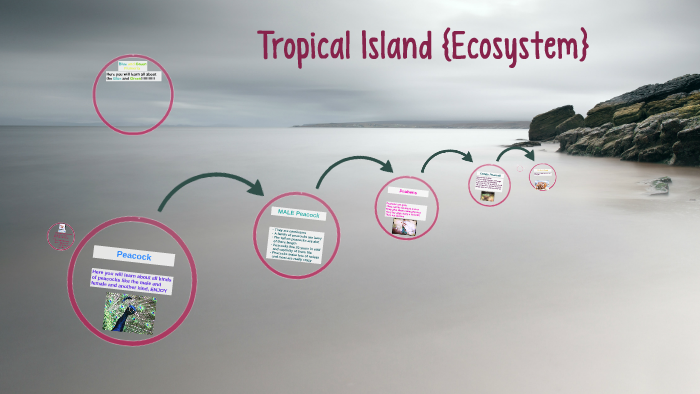 Tropical Island {Ecosystem} by Elizabeth Ellis