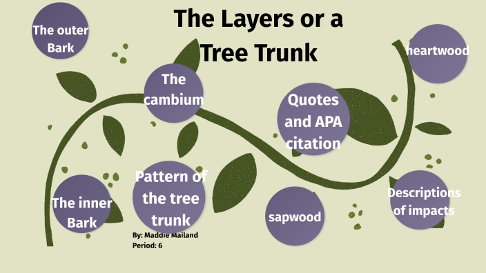 The Layers of a Tree Trunk by Maddie Mailand on Prezi
