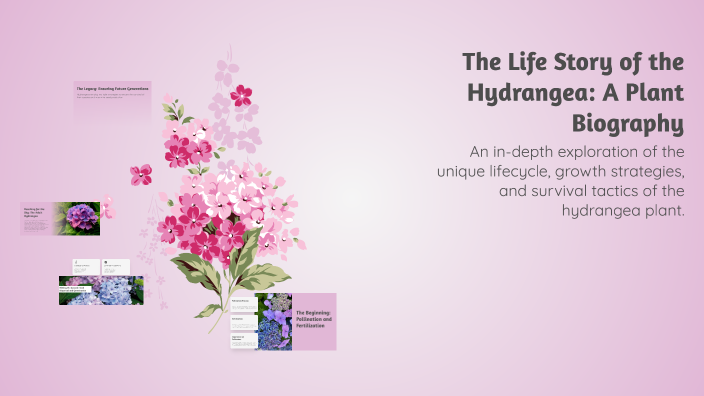 The Life Story of the Hydrangea: A Plant Biography by Tinevimbo M ...