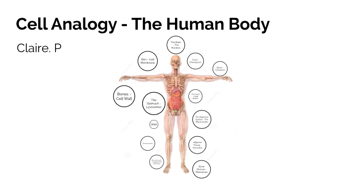 Human Body - Cell Analogy by Claire Petersen on Prezi