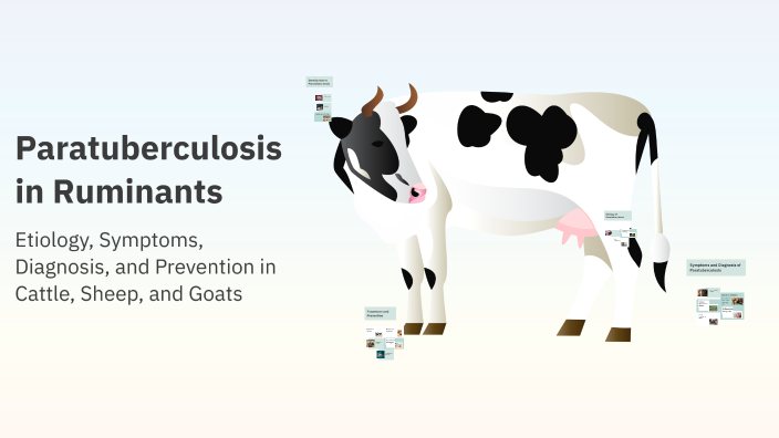 Paratuberculosis in Ruminants by Ertuğrul Furkan Çolak on Prezi