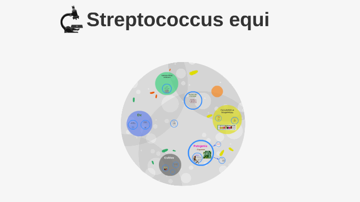 Streptococcus equi by cesar alvarez on Prezi