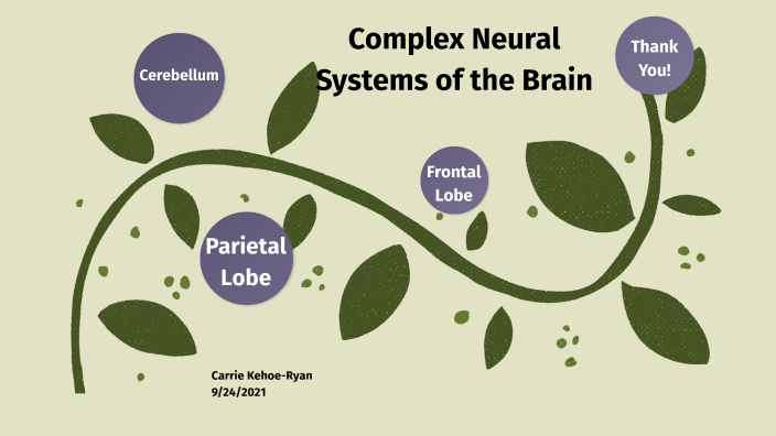 Complex Neural Systems of the Brain by Carrie Kehoe-Ryan on Prezi