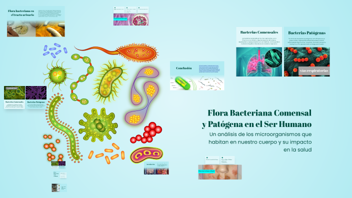 Flora Bacteriana Comensal y Patógena en el Ser Humano by Samantha ...