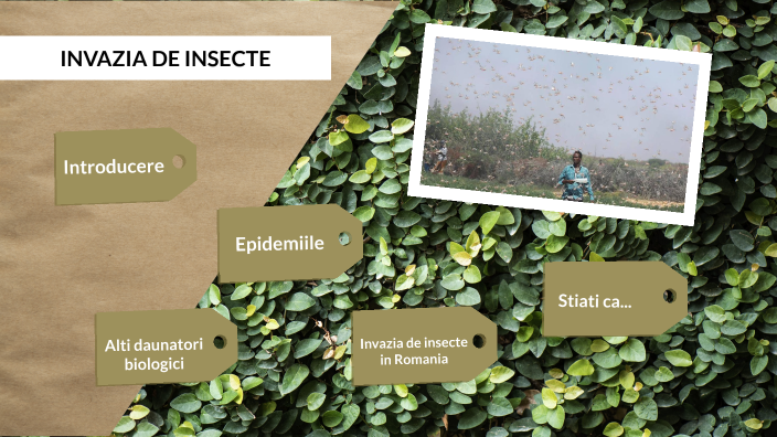 Invazia de Insecte by Tașcu Stelian Andrei on Prezi