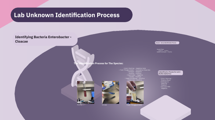 Lab Unknown Identification Presentation by madi cheatwood on Prezi