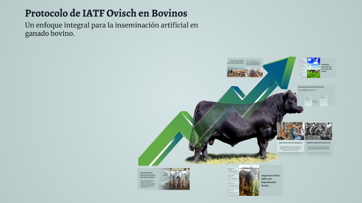 Protocolo de IATF Ovisch en Bovinos by YULY PARRA on Prezi