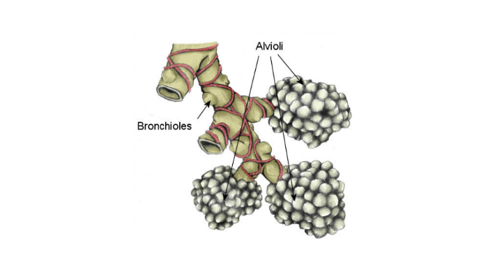 Vent Mec No-Invasiva en Insuf Resp Aguda by Luis Ruiz del Fresno