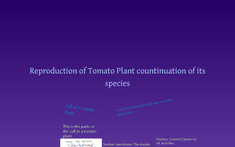 Tomato Plants Cell, Reproduction and Heredity by Steven Tjandra on Prezi