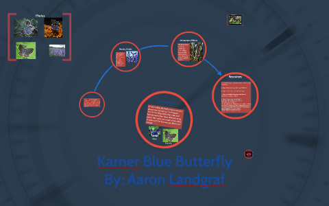 Karner Blue Butterfly by Aaron T. Landgraf on Prezi