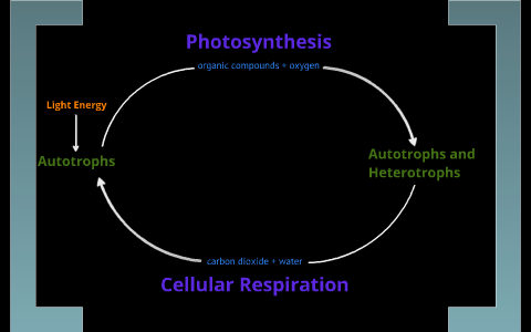 Flow Charts Biochemical Pathways 2012 by Jess V. by Wendy Lee on Prezi