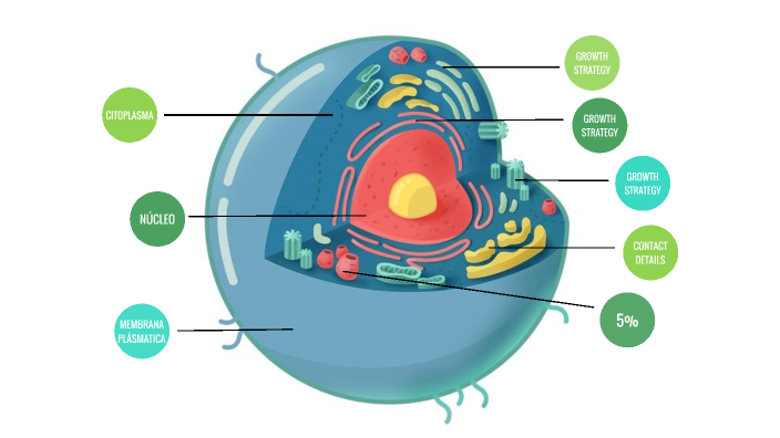 Estructura celular by Mabe Castillo on Prezi