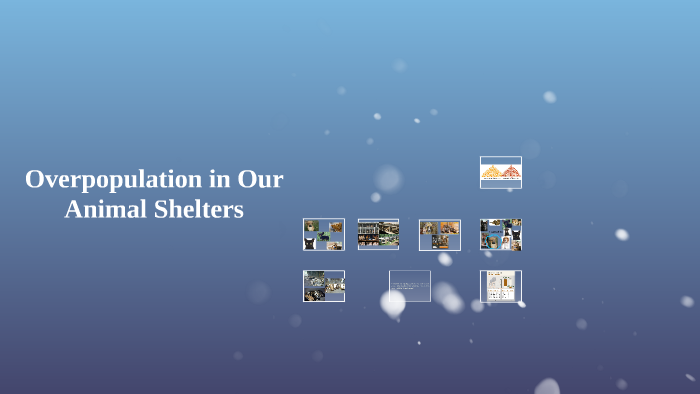 Overpopulation in Our Animal Shelters by Kaitlyn Ewing on Prezi