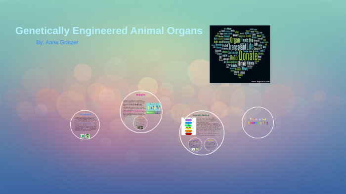 Genetically Engineered Organs by Anna G on Prezi