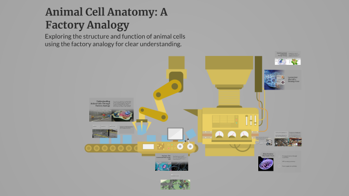 Animal Cell Anatomy: A Factory Analogy by Jacob Sizemore on Prezi