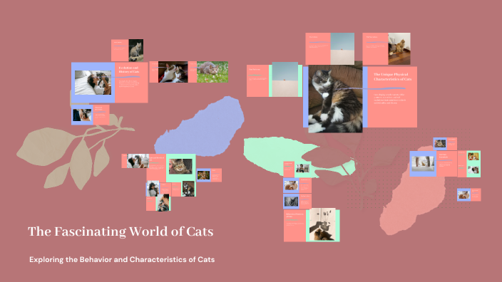 The Fascinating World of Cats by Moreen Nanziri on Prezi
