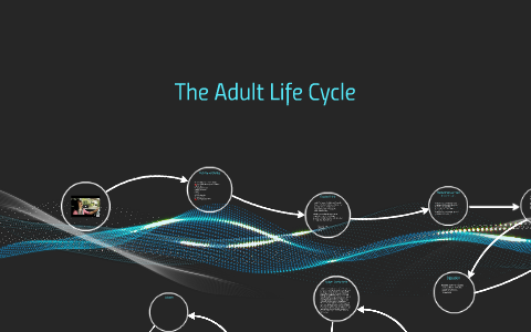 The Adult Life Cycle by sam mccarthy on Prezi