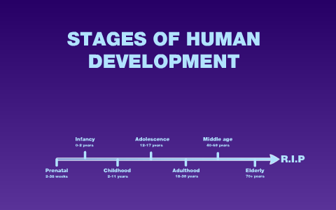 Stages of human development by ellen searle on Prezi