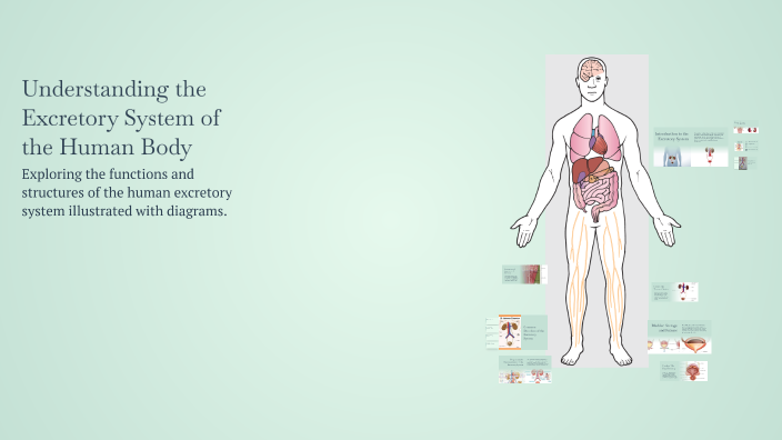 Understanding the Excretory System of the Human Body by Hari Kumar on Prezi