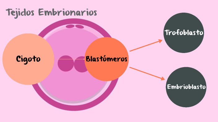 Tejidos Embrionarios by LAIA CHIILLAGANA on Prezi