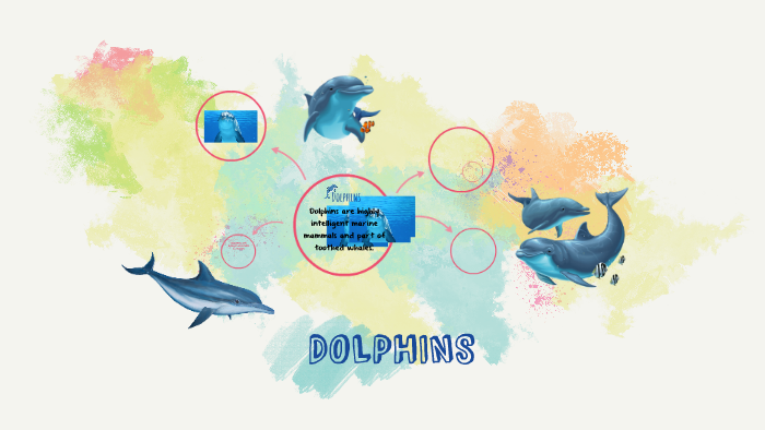 DOLPHINS by Zeynep Sezin Öz on Prezi