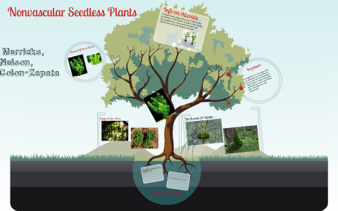 Non-Vascular Seedless Plants by Casady Merricks on Prezi