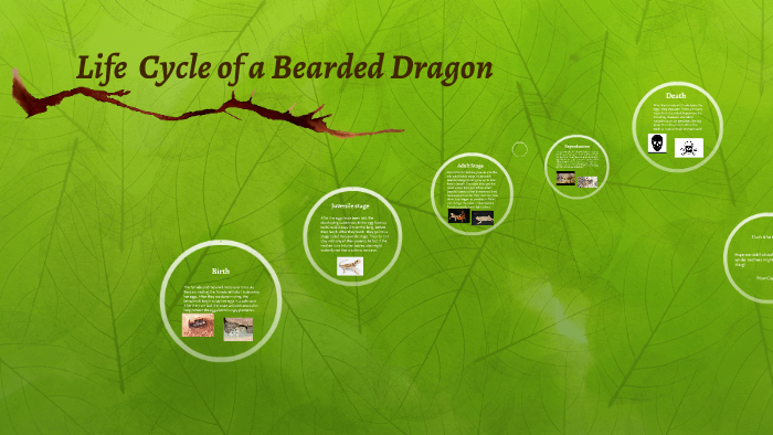 Life Cycle of a Bearded Dragon by Kaden Porritt on Prezi